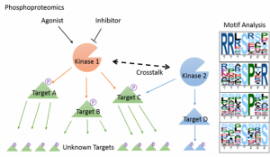 Phosphoproteomics – Northwestern Proteomics