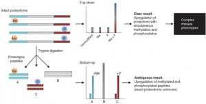 Quantitative Translational Top Down Proteomics – Northwestern Proteomics